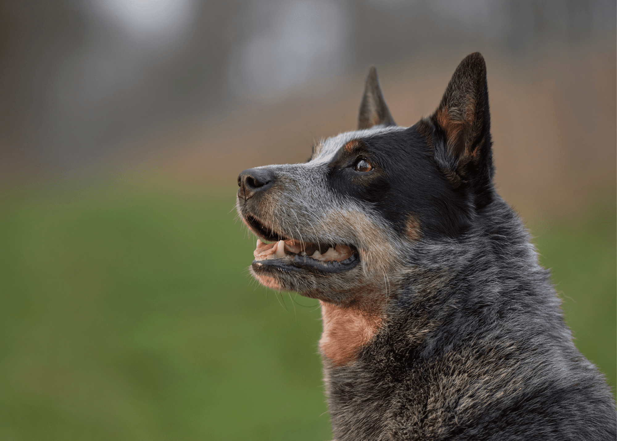 Canine Cognition: Introducing the Brain Health Study