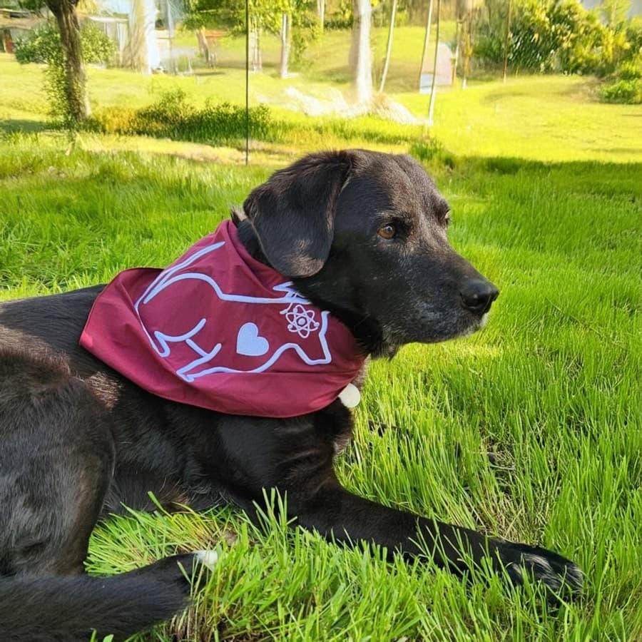 Are you interested in enrolling your dog in TRIAD?